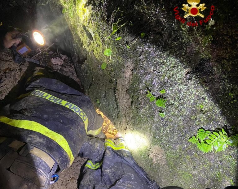 Cane resta intrappolato nella tana di un istrice, lo liberano i vigili ... Cane resta intrappolato nella tana di un istrice, lo liberano i vigili ...