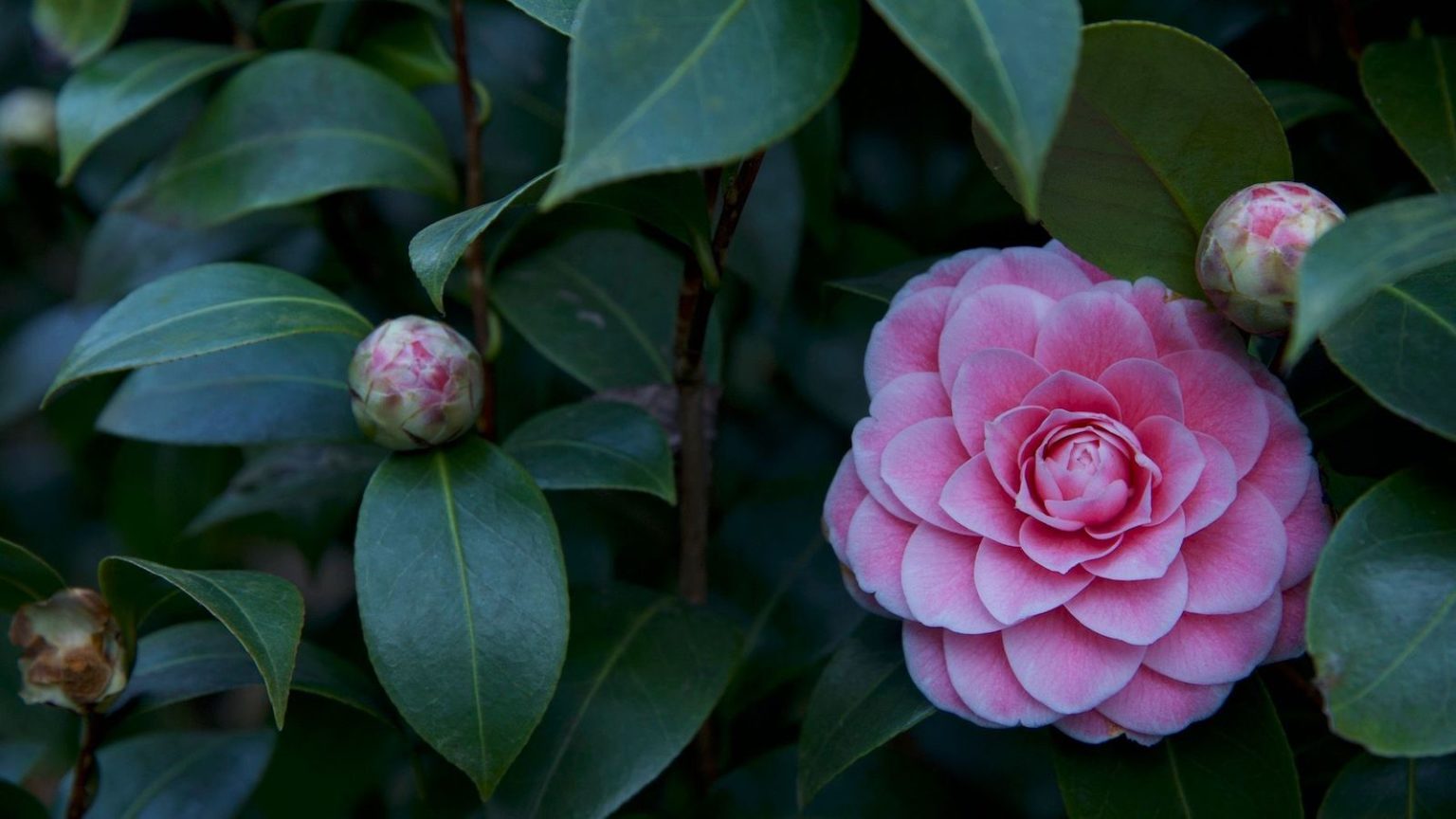 Le magiche camelie della Lucchesia - Siena News